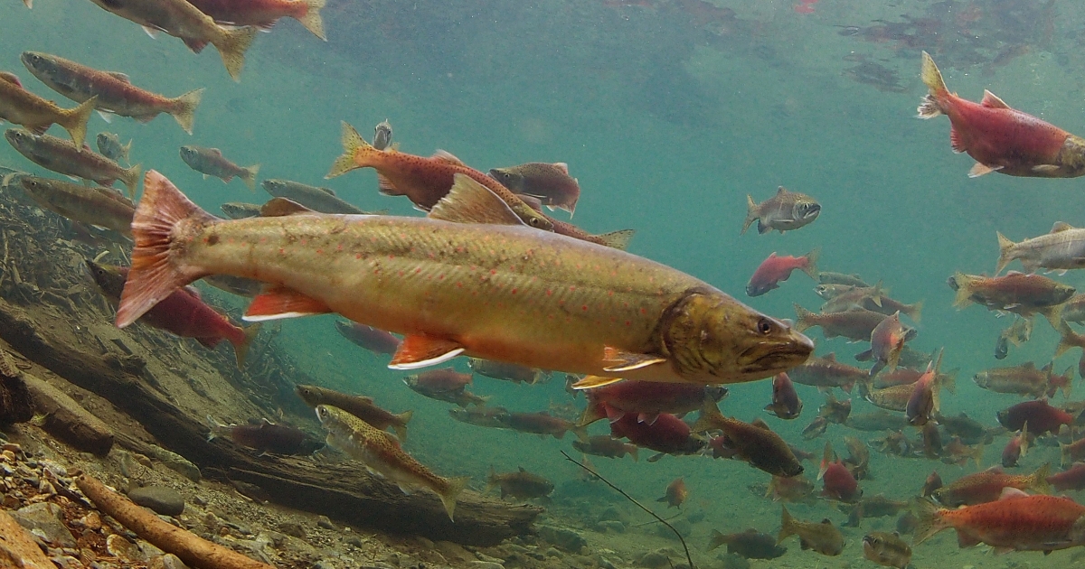 Service Releases 5-Year Status Review and Species Status Assessment for Bull Trout | U.S. Fish ...